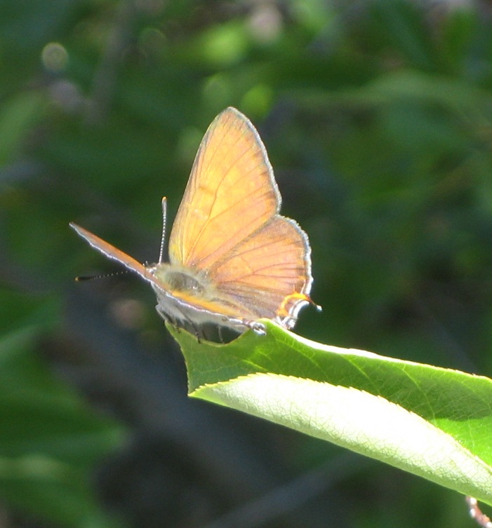 Butterflies - Lava Beds National Monument (U.S. National Park Service)