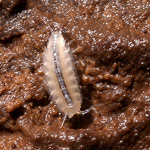 Animals - Lava Beds National Monument (U.S. National Park Service)