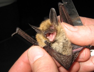 Bat Species - Lava Beds National Monument (U.S. National Park Service)