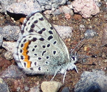 Butterflies - Lava Beds National Monument (U.S. National Park Service)