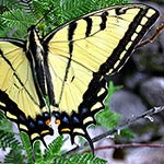 Animals - Lava Beds National Monument (U.S. National Park Service)
