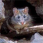 Mammals - Lava Beds National Monument (U.S. National Park Service)