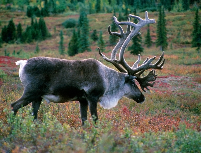 Caribou - Lake Clark National Park & Preserve (U.S. National Park Service)