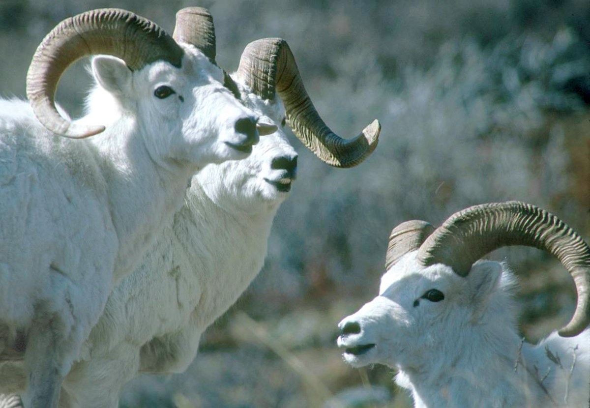 Dall's Sheep - Lake Clark National Park & Preserve (U.S. National Park ...