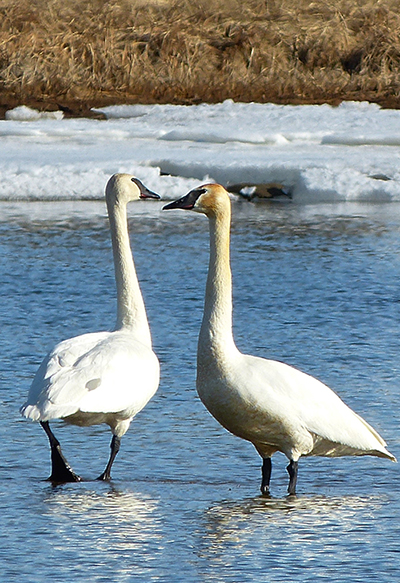 Birds - Lake Clark National Park & Preserve (U.S. National Park Service)