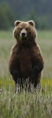 Bear Standing Side