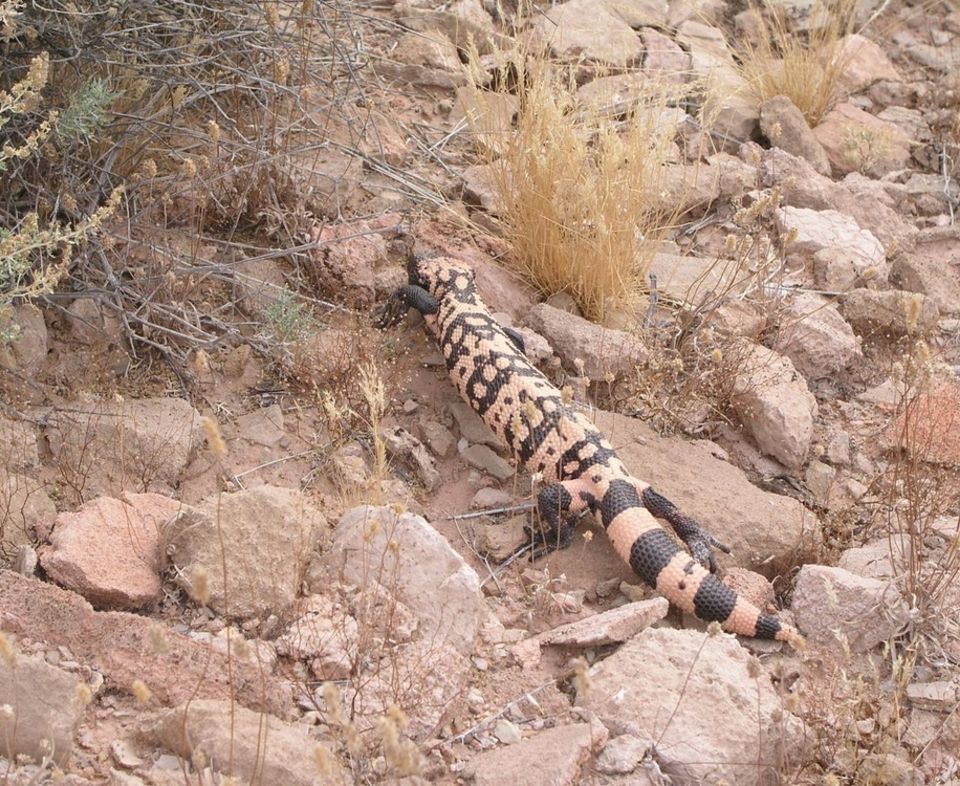Reptiles - Lake Mead National Recreation Area (U.S. National Park Service)