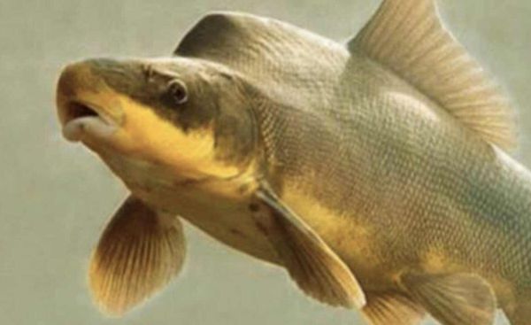 Fish - Lake Mead National Recreation Area (U.S. National Park Service)