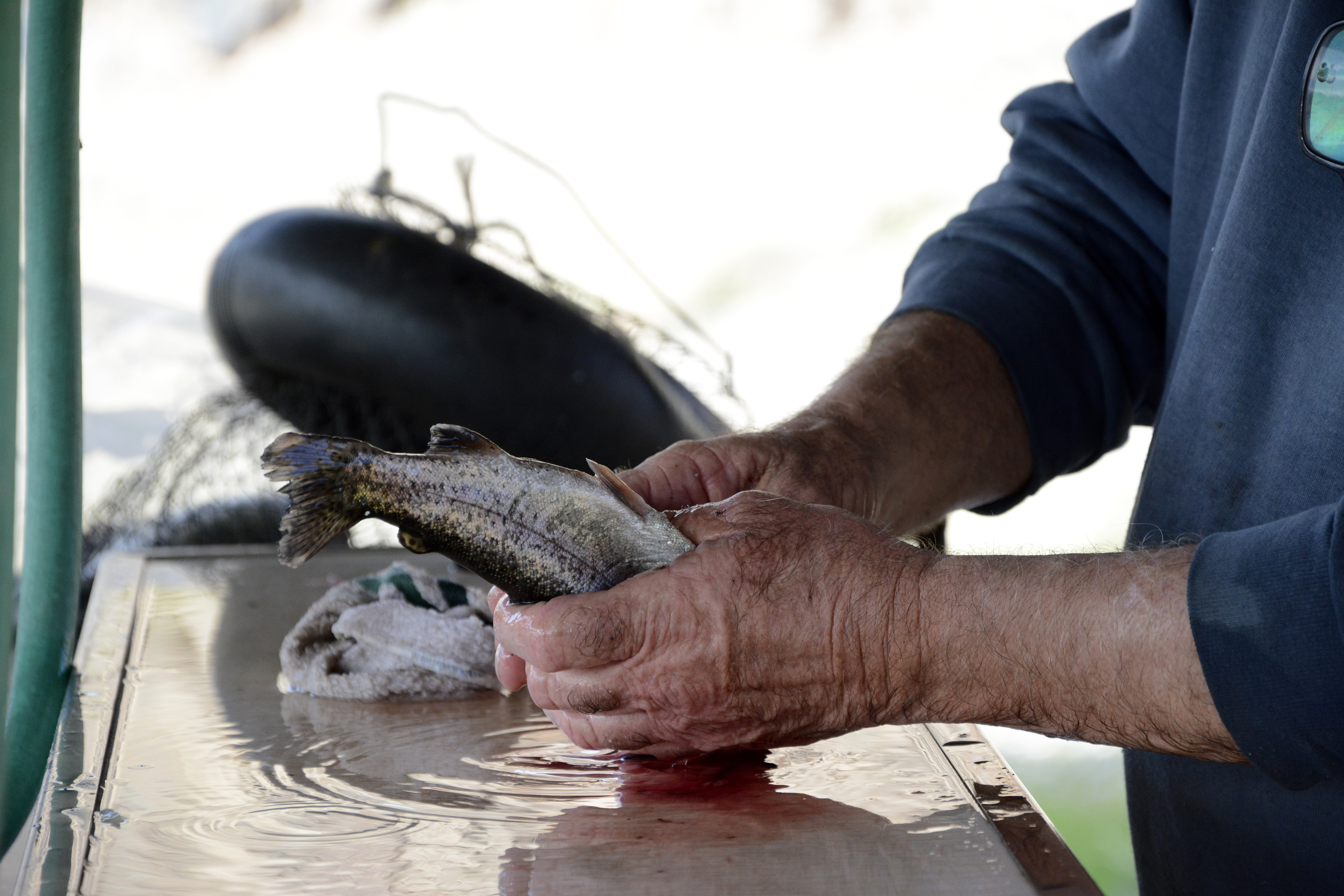 Fishing - Lake Mead National Recreation Area (U.S. National Park Service)