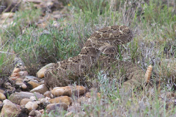 Reptiles - Lake Meredith National Recreation Area (U.S. National Park ...