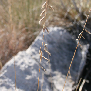 Grasses of the Shortgrass Prairie - Lake Meredith National Recreation ...