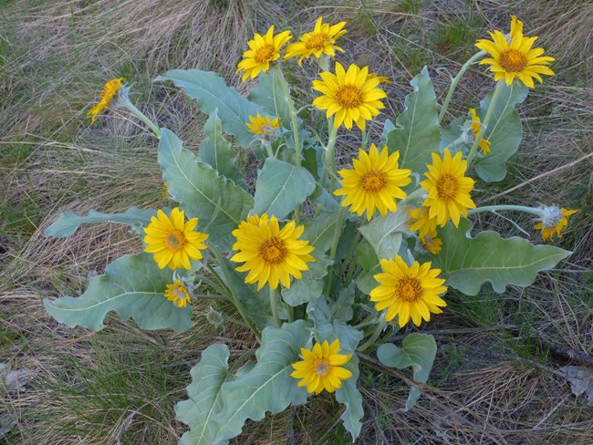 Wildflowers - Lake Roosevelt National Recreation Area (U.S. National ...