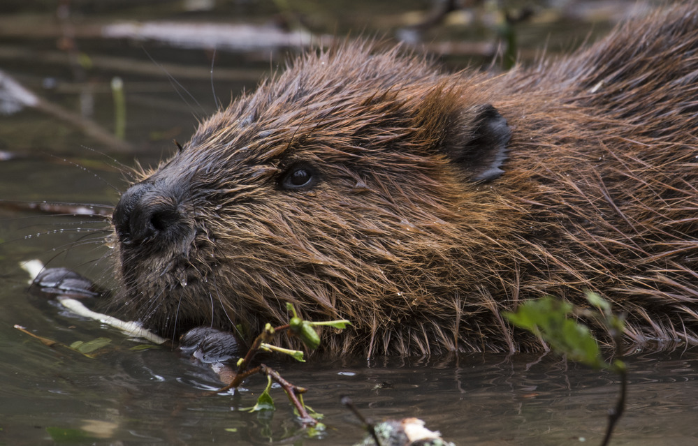 Rodents - Lake Roosevelt National Recreation Area (U.S. National Park ...