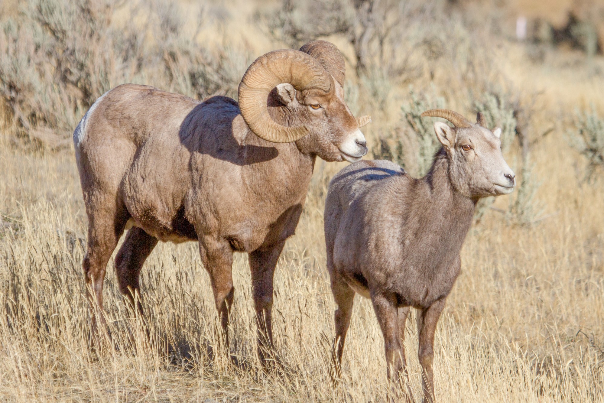 Hoofed Animals - Lake Roosevelt National Recreation Area (U.S. National ...