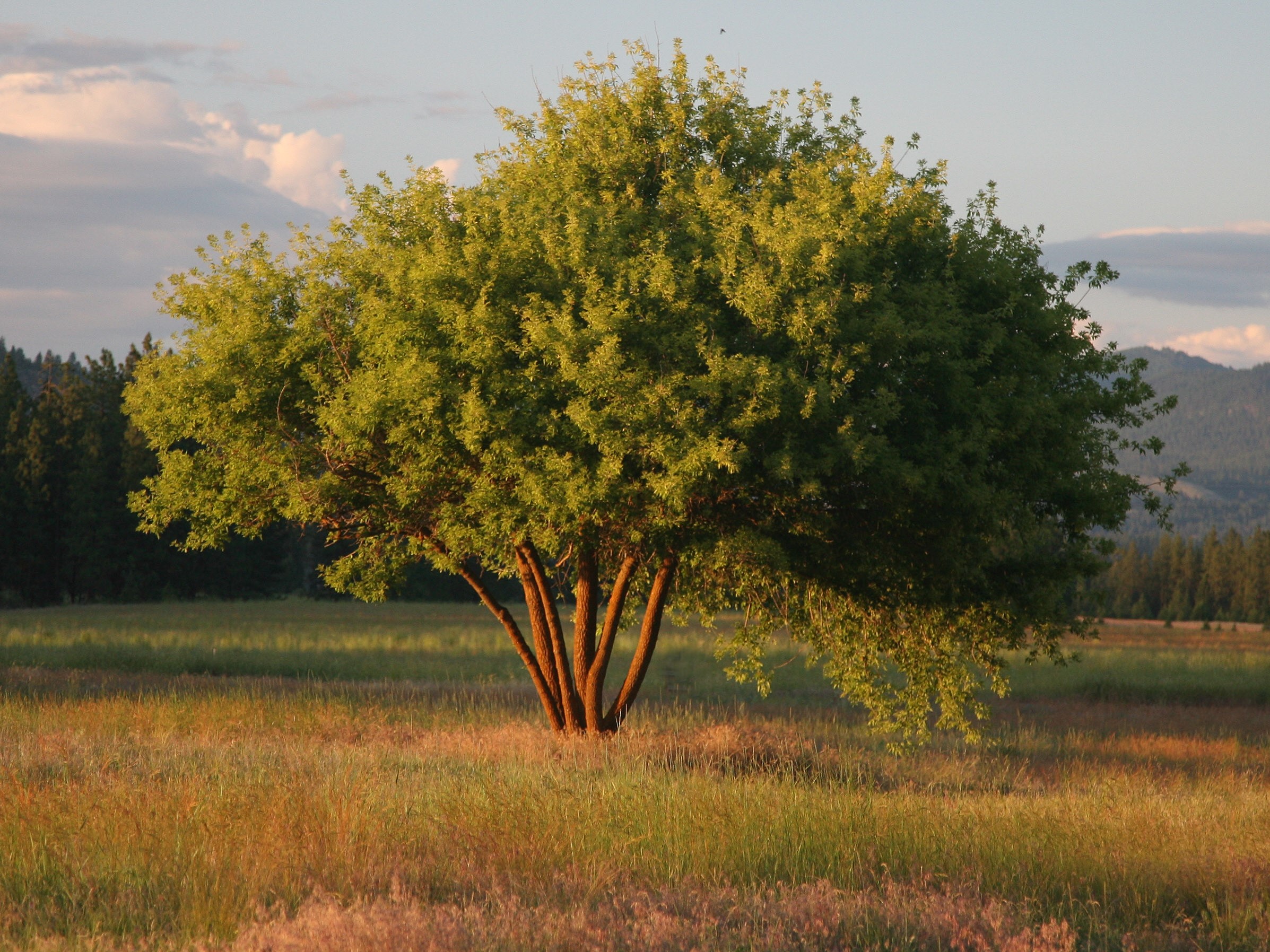 Trees - Lake Roosevelt National Recreation Area (U.S. National Park ...