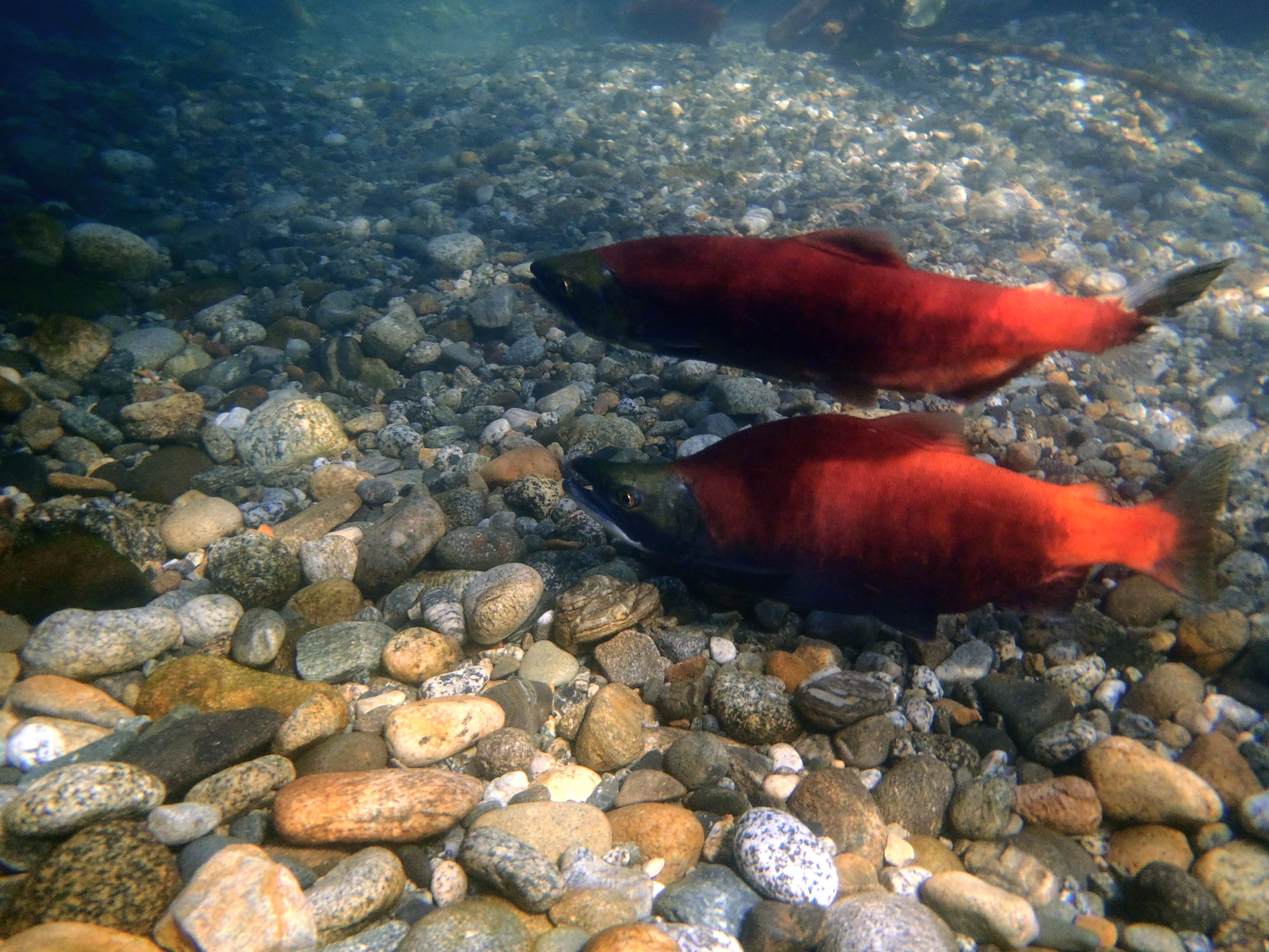 Native Fish - Lake Roosevelt National Recreation Area (U.S. National ...