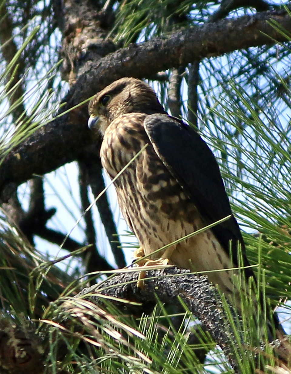 Birds - Lake Roosevelt National Recreation Area (U.S. National Park ...