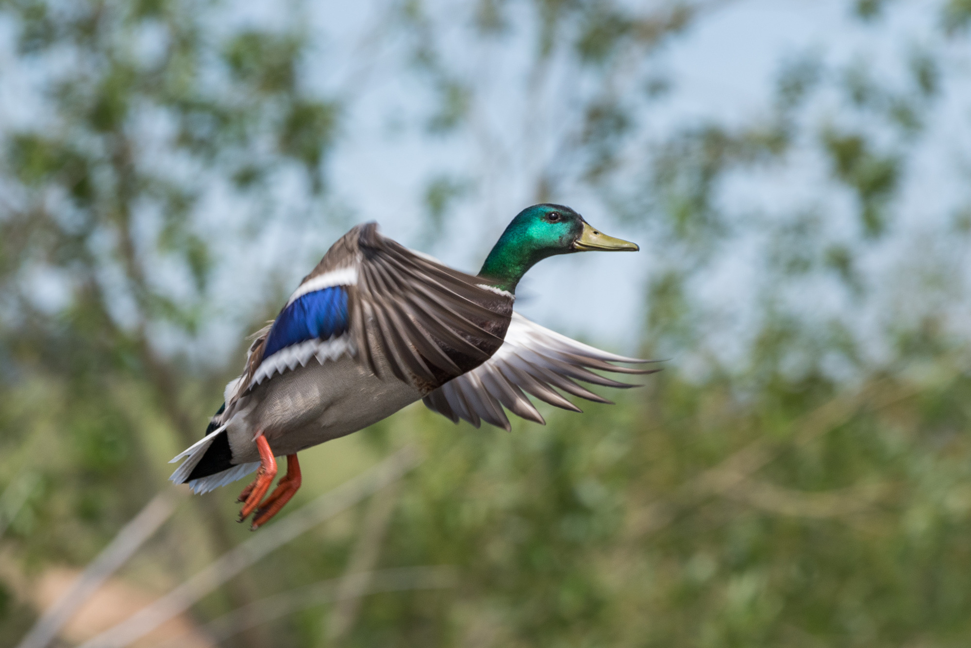 Waterbirds and Shorebirds - Lake Roosevelt National Recreation Area (U ...
