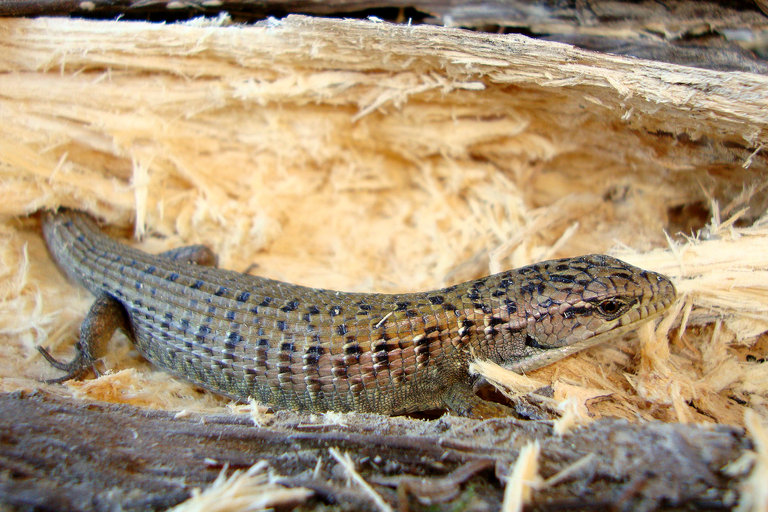 Reptiles - Lake Roosevelt National Recreation Area (U.S. National Park ...
