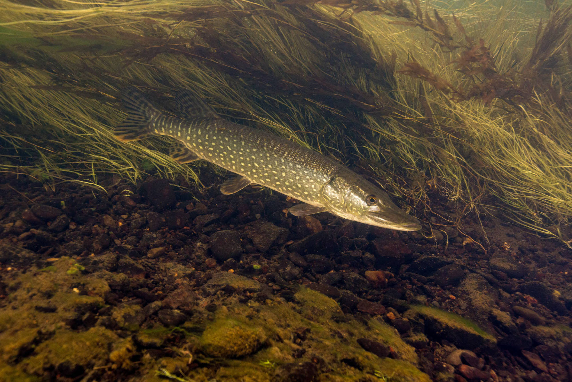 Invasive Fish - Lake Roosevelt National Recreation Area (U.S. National ...