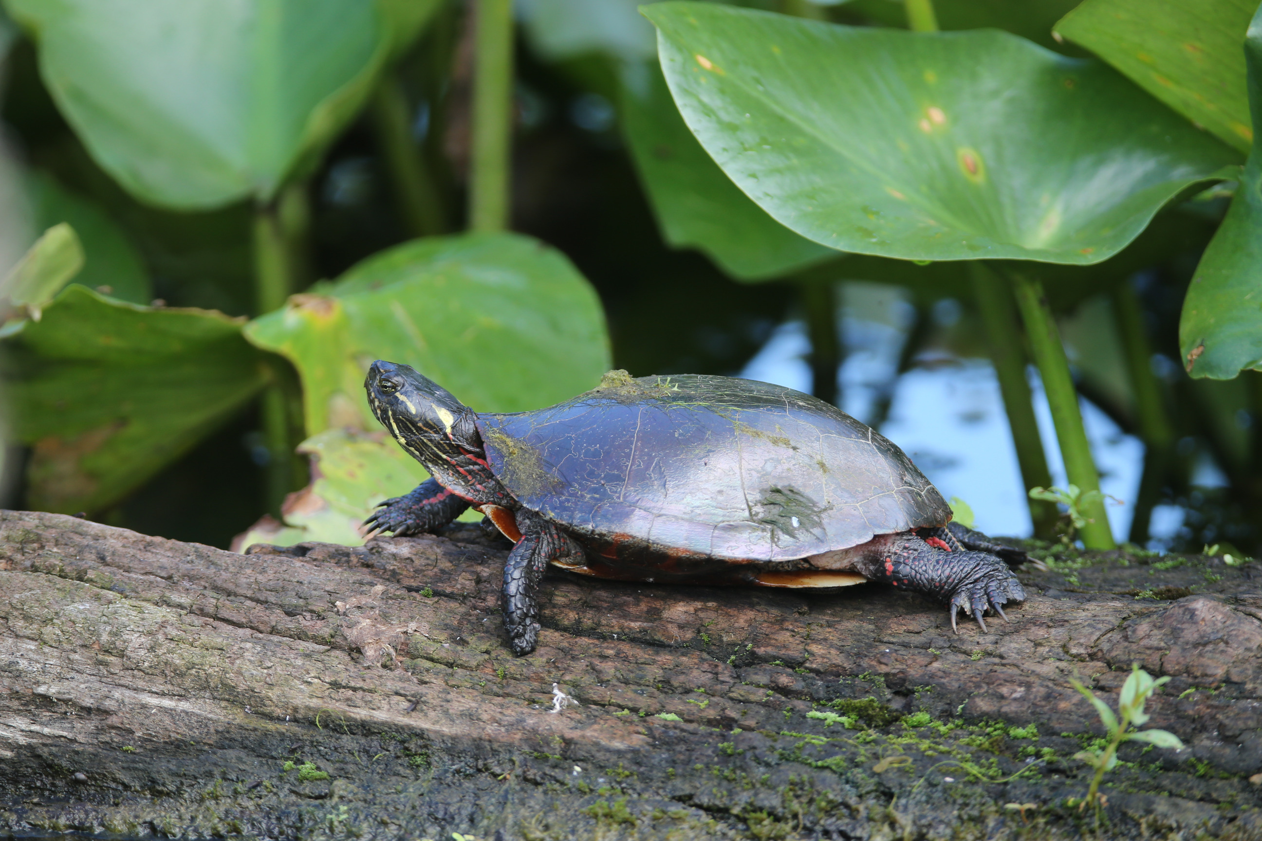 Reptiles - Lake Roosevelt National Recreation Area (U.S. National Park ...