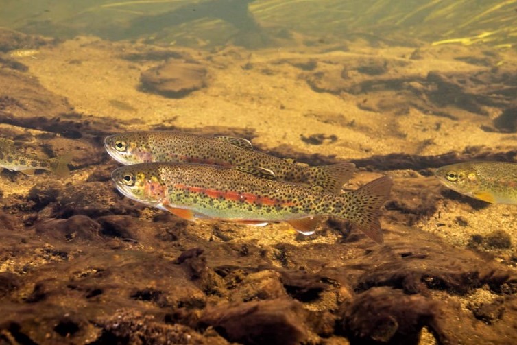 Native Fish - Lake Roosevelt National Recreation Area (U.S. National ...