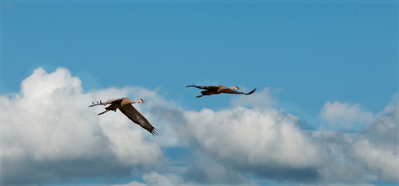 Birds - Lake Roosevelt National Recreation Area (U.S. National Park ...
