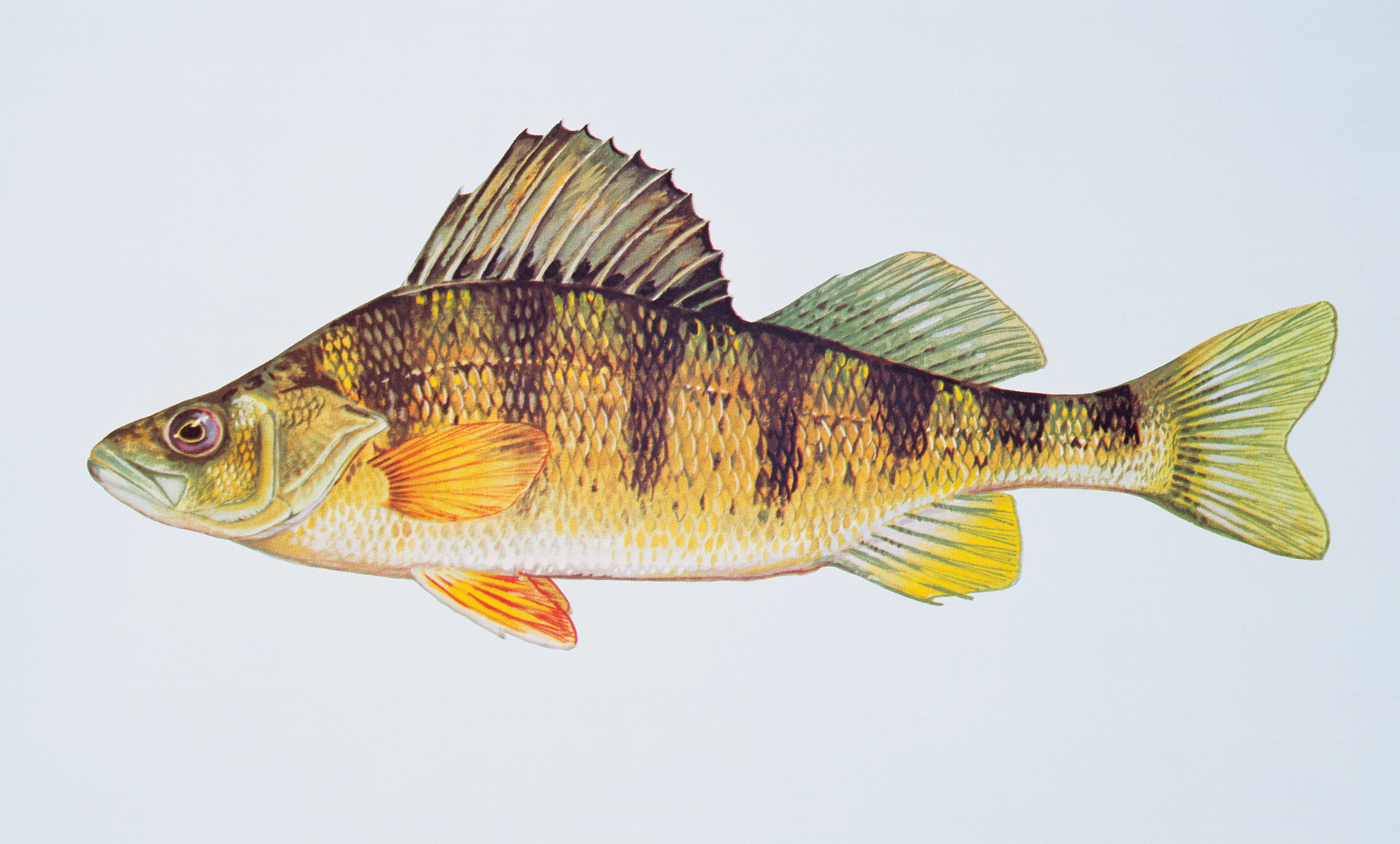 Non-native Fish - Lake Roosevelt National Recreation Area (U.S ...
