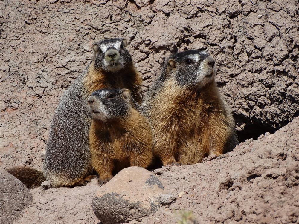 Rodents - Lake Roosevelt National Recreation Area (U.S. National Park ...