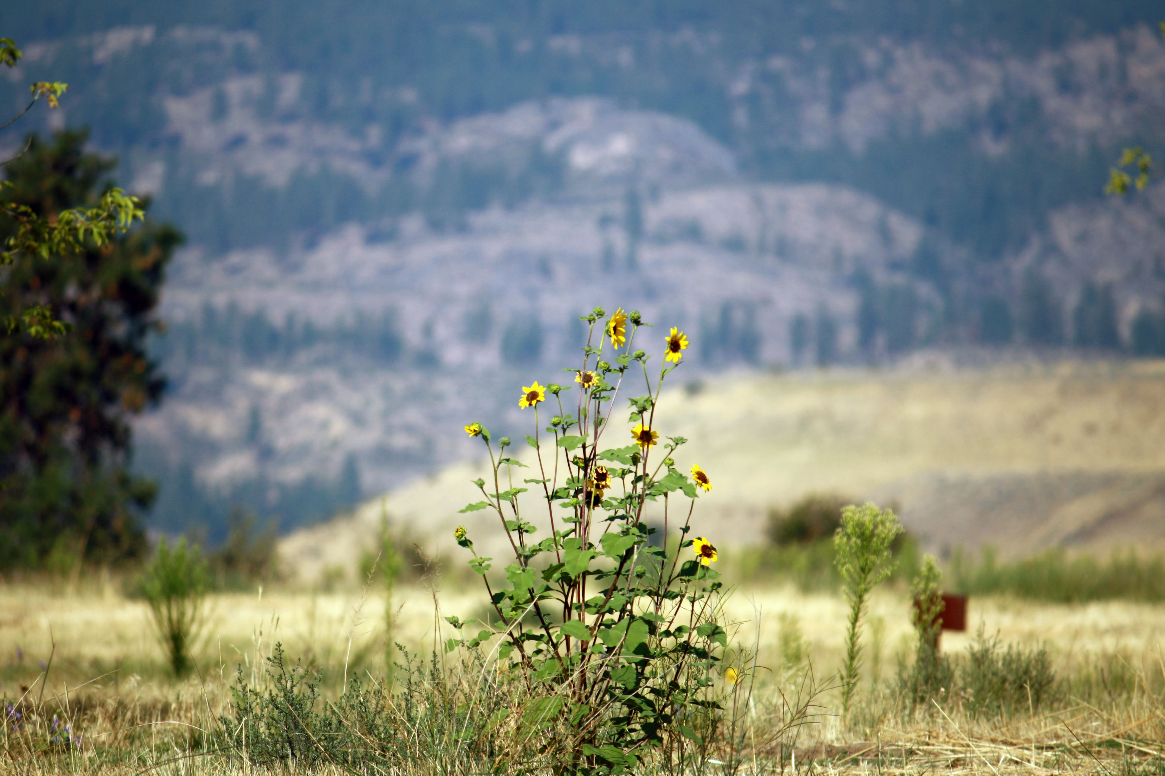 Channeled Scablands - Lake Roosevelt National Recreation Area (U.S ...