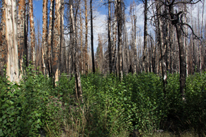 Trees and Shrubs - Lassen Volcanic National Park (U.S. National Park ...
