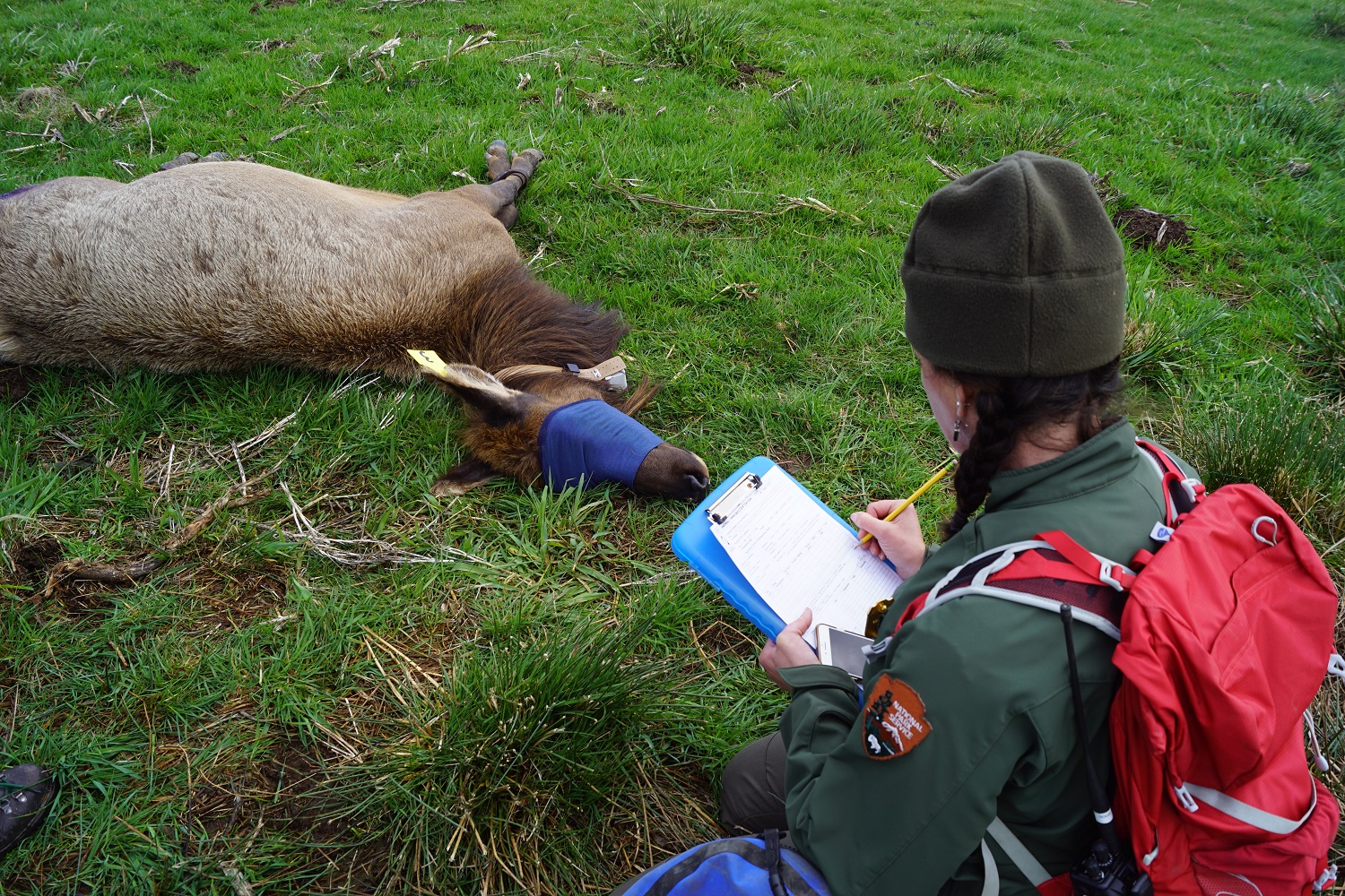 Elk Monitoring - Lewis and Clark National Historical Park (U.S ...