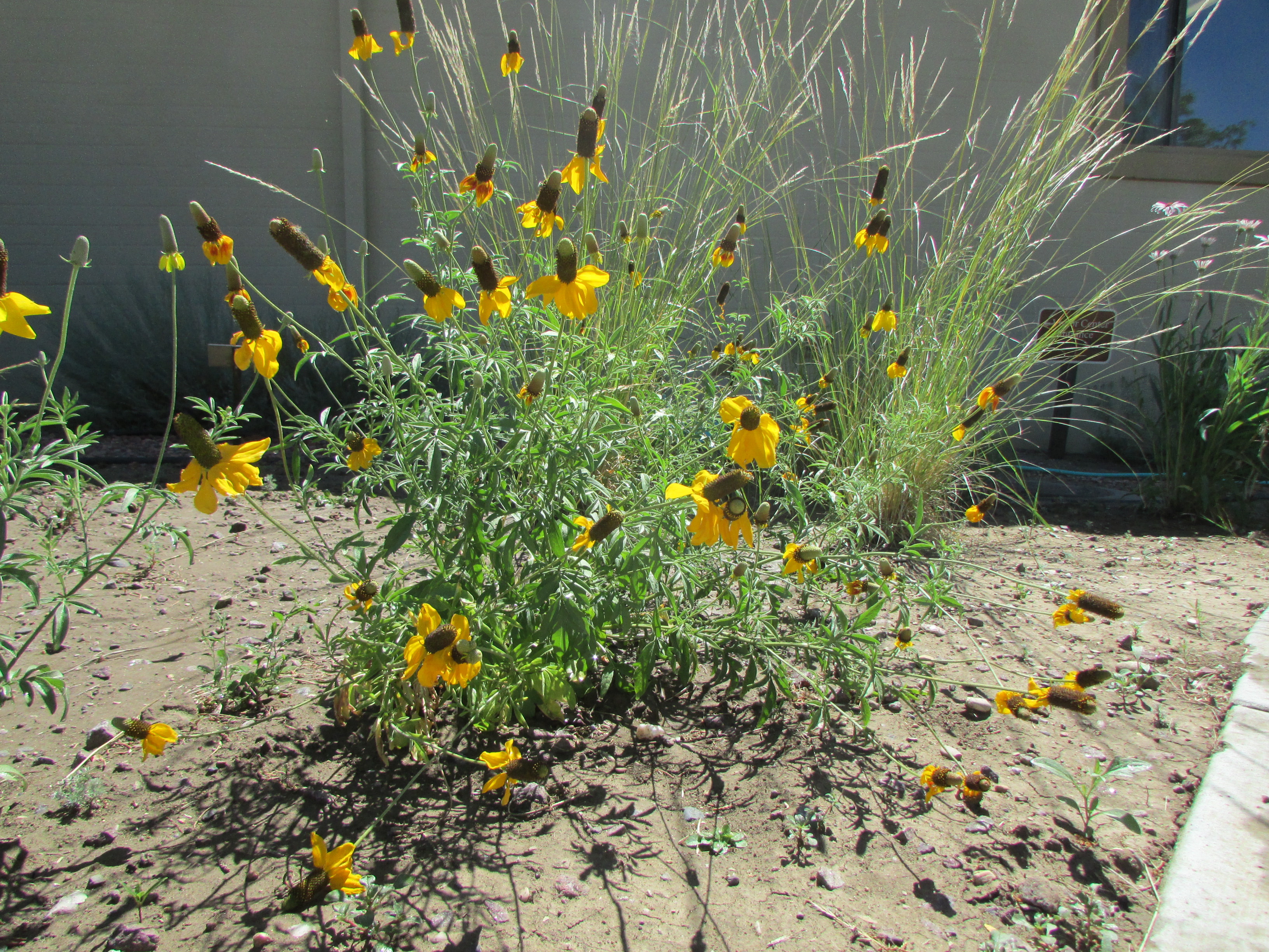 Native Plant Garden - Little Bighorn Battlefield National Monument (U.S ...