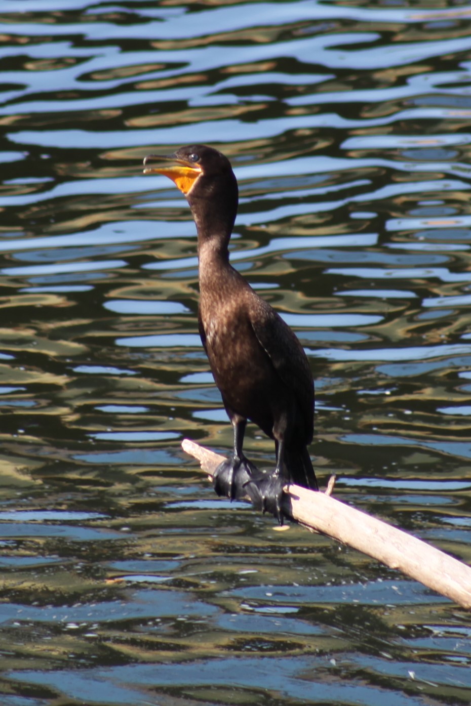Cormorant Bird Feet