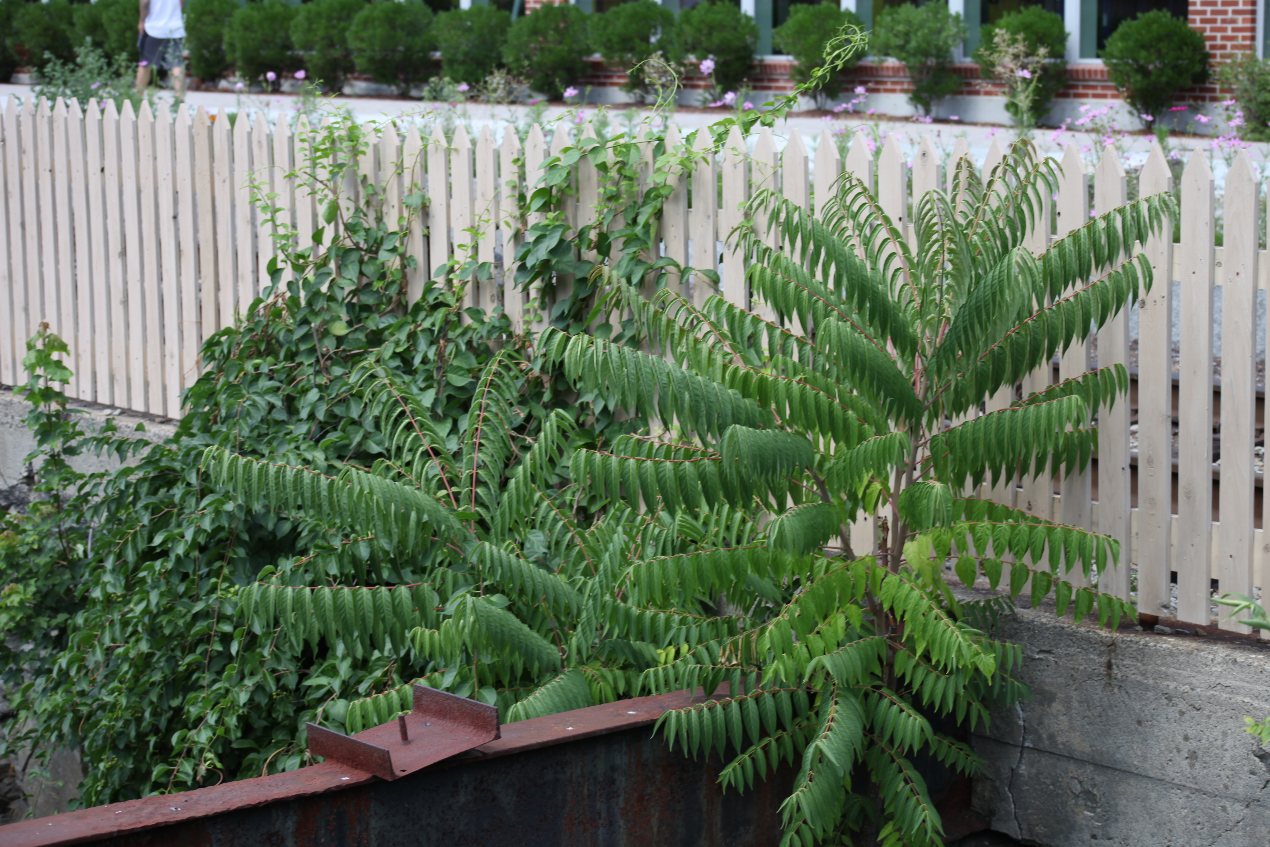 Tree Of Heaven Images Tree Of Heaven