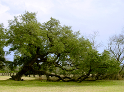 Trees and Shrubs - Lyndon B Johnson National Historical Park (U.S ...