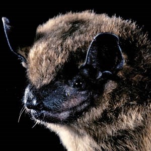 Working Woodlands Workshops - Marsh - Billings - Rockefeller National ...