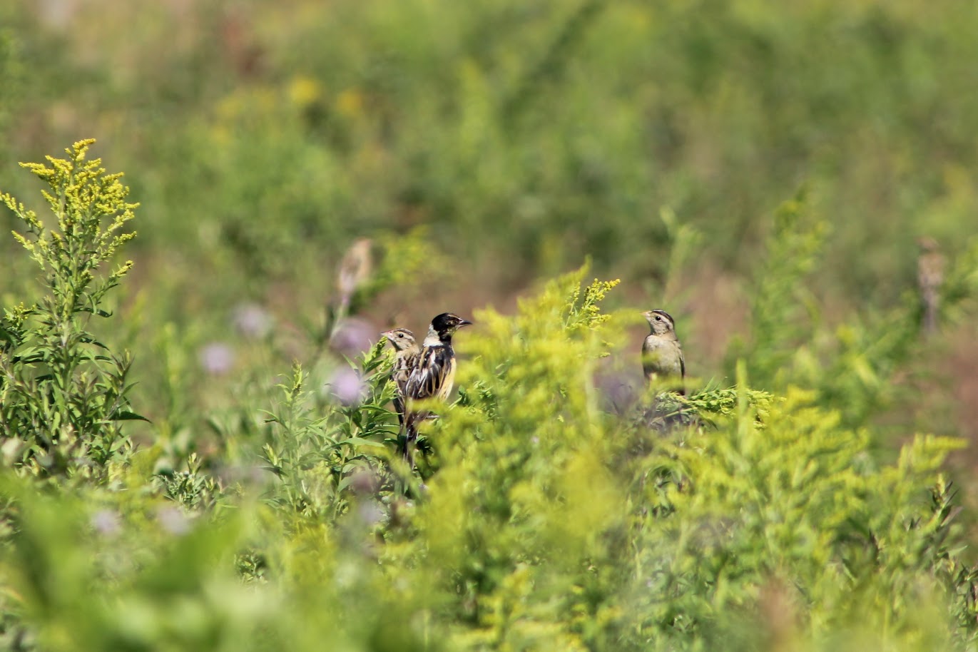 Bobolinks - Marsh - Billings - Rockefeller National Historical Park (U ...
