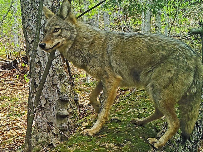 Coyote Population Dynamics Presentation - Marsh - Billings ...