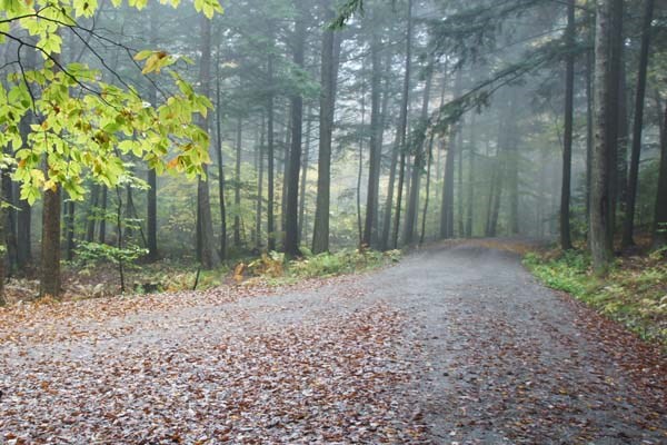 Nature - Marsh - Billings - Rockefeller National Historical Park (U.S ...