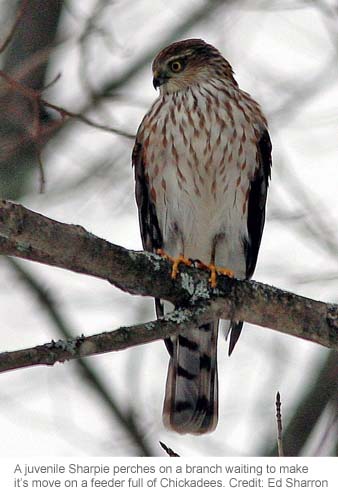 Birds - Marsh - Billings - Rockefeller National Historical Park (U.S ...