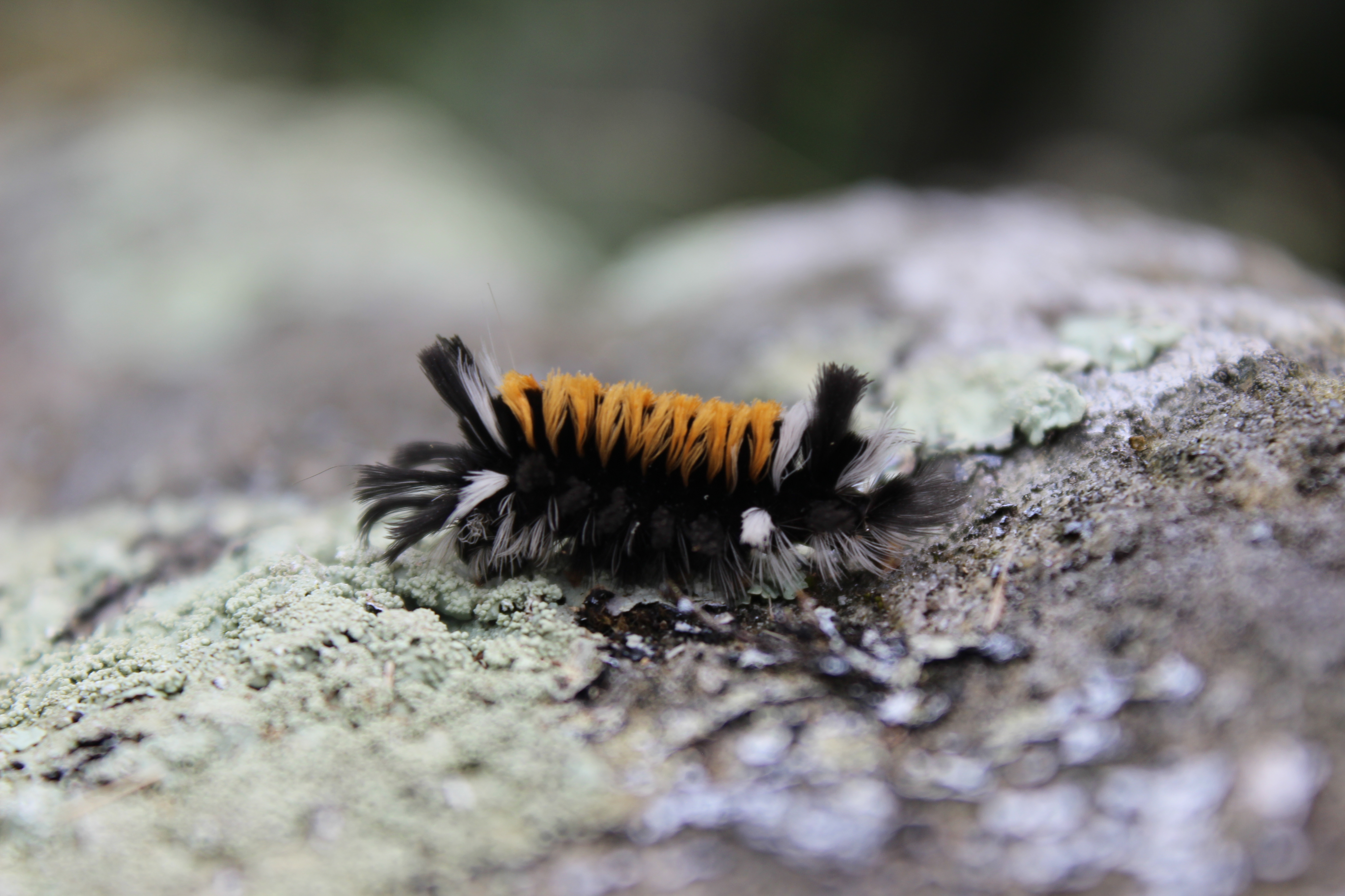 Invertebrates - Marsh - Billings - Rockefeller National Historical Park ...