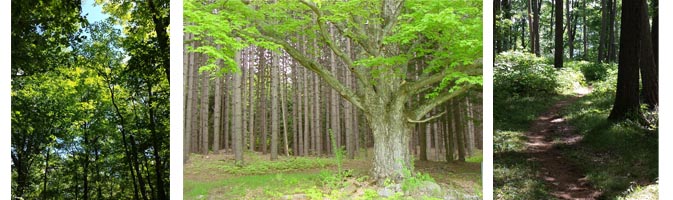 Forest Festival Weekend - Marsh - Billings - Rockefeller National ...