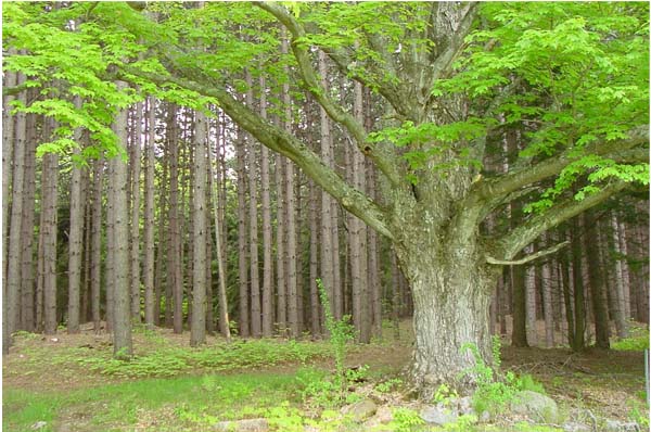 Forest Festival - Marsh - Billings - Rockefeller National Historical ...