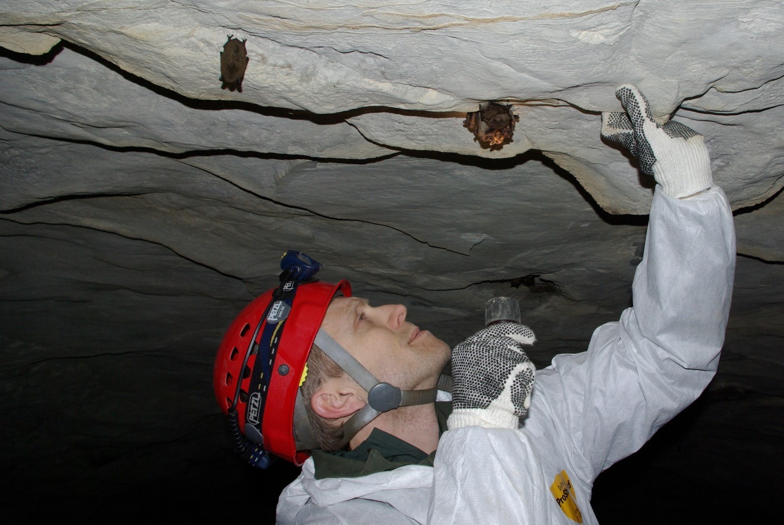 Bat Surveys - Mammoth Cave National Park (U.S. National Park Service)