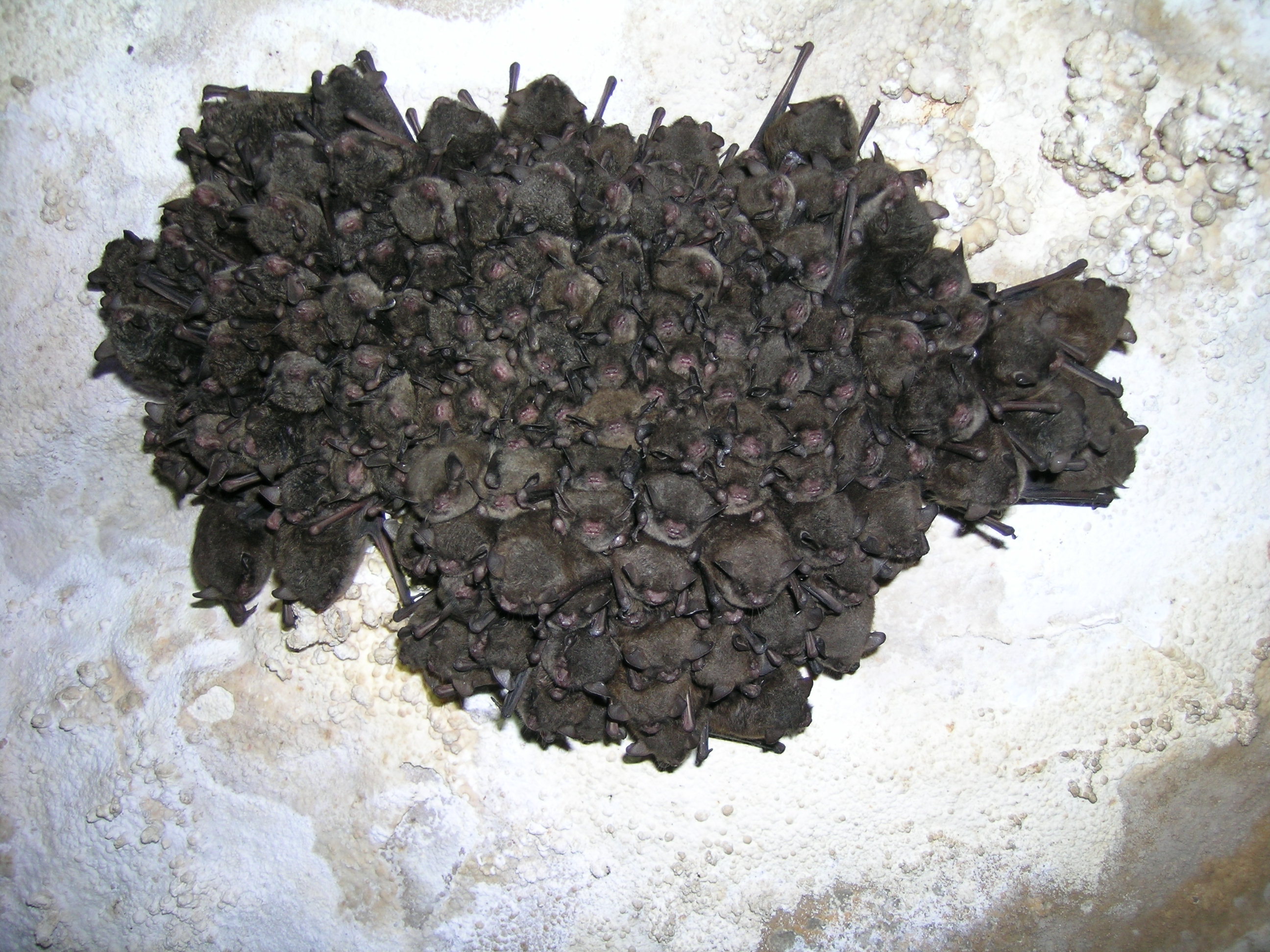 Bat Surveys - Mammoth Cave National Park (U.S. National Park Service)