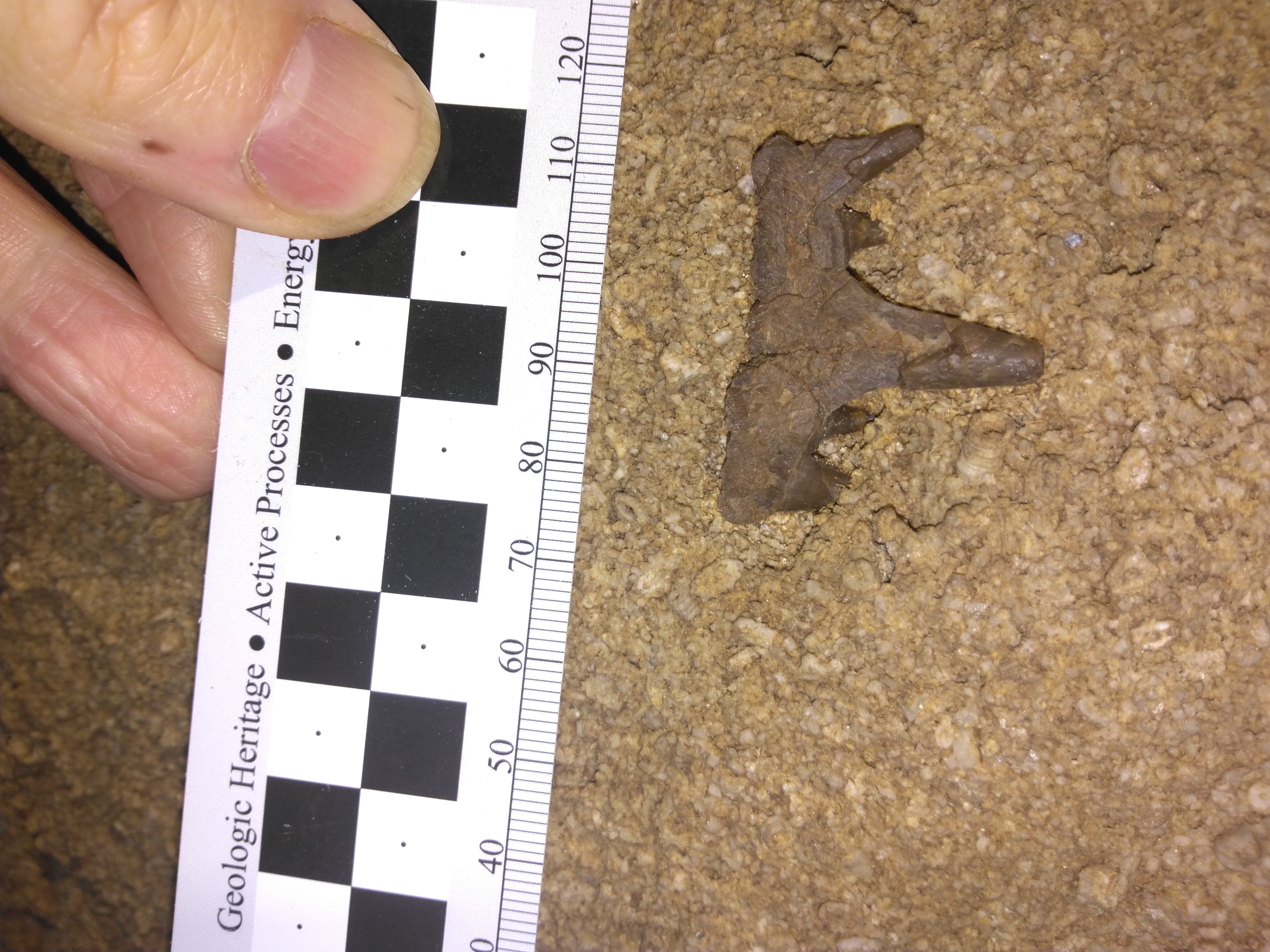 Fossils - Mammoth Cave National Park (U.S. National Park Service)