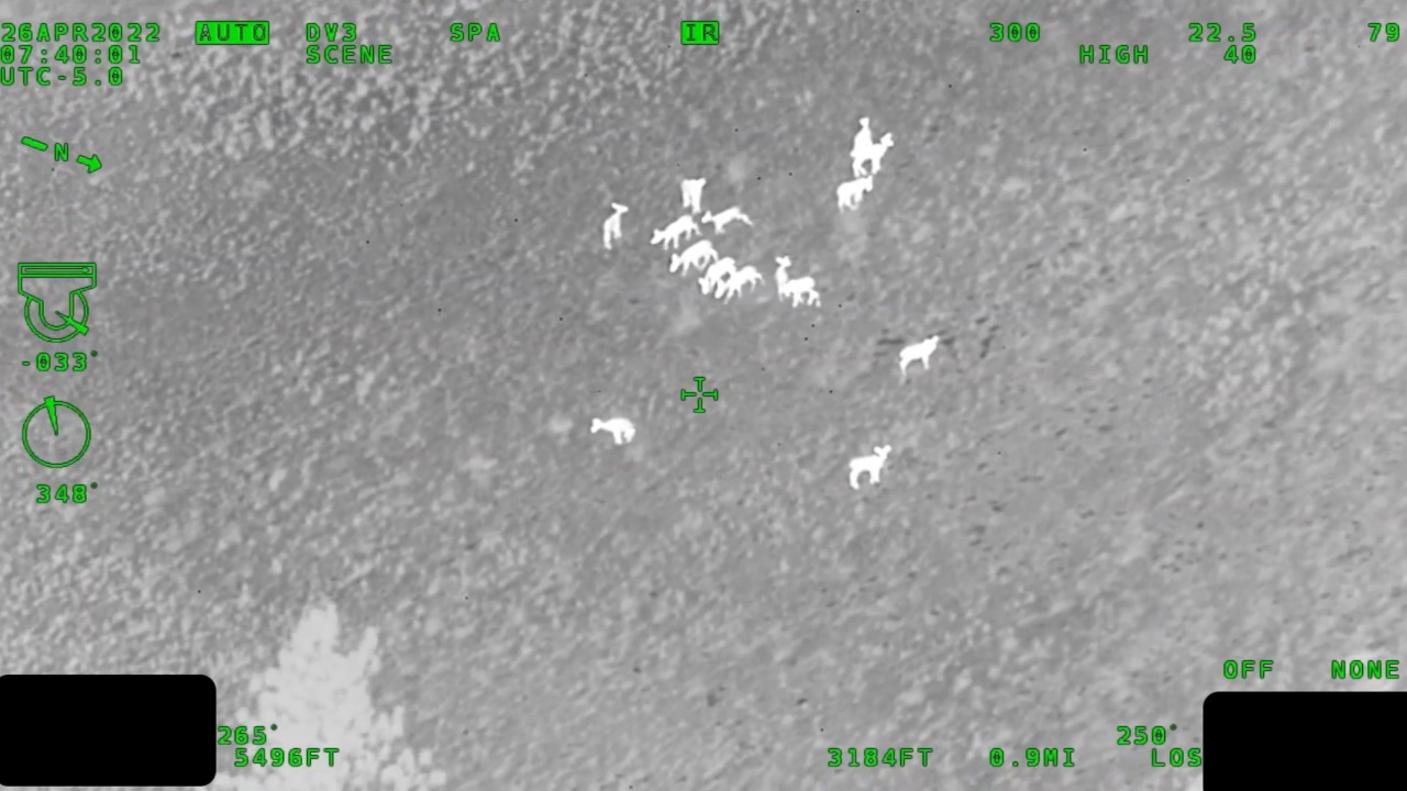 White-Tailed Deer Population Survey - Mammoth Cave National Park (U.S ...