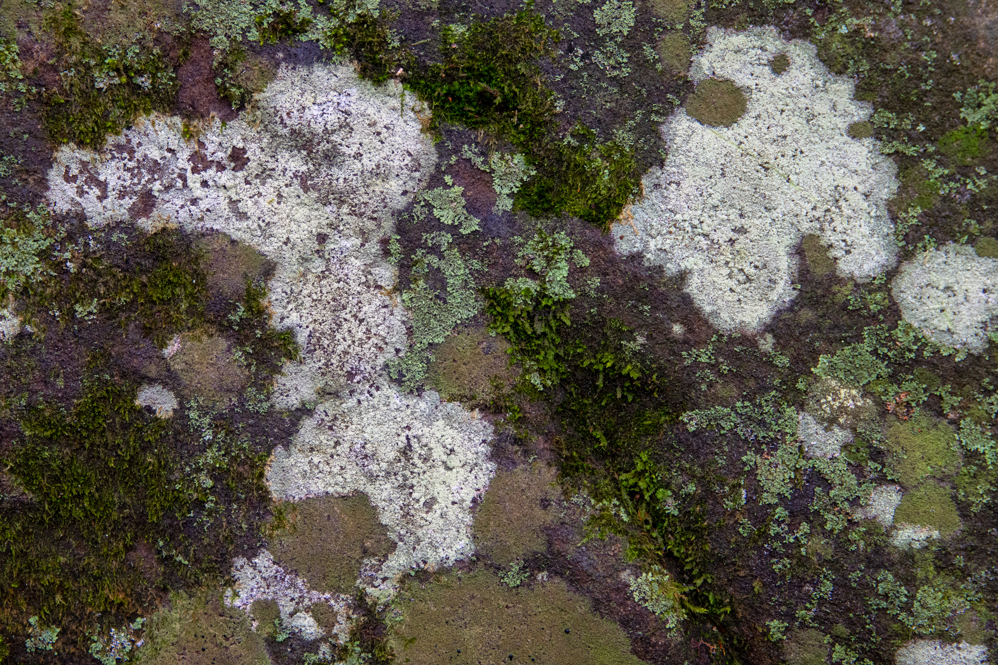 Lichens And Mosses On Rocks