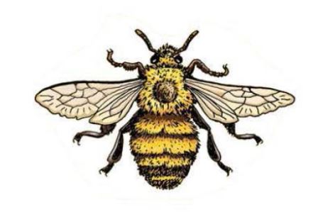 MVBee The history and beauty of native bees - Martin Van Buren National ...